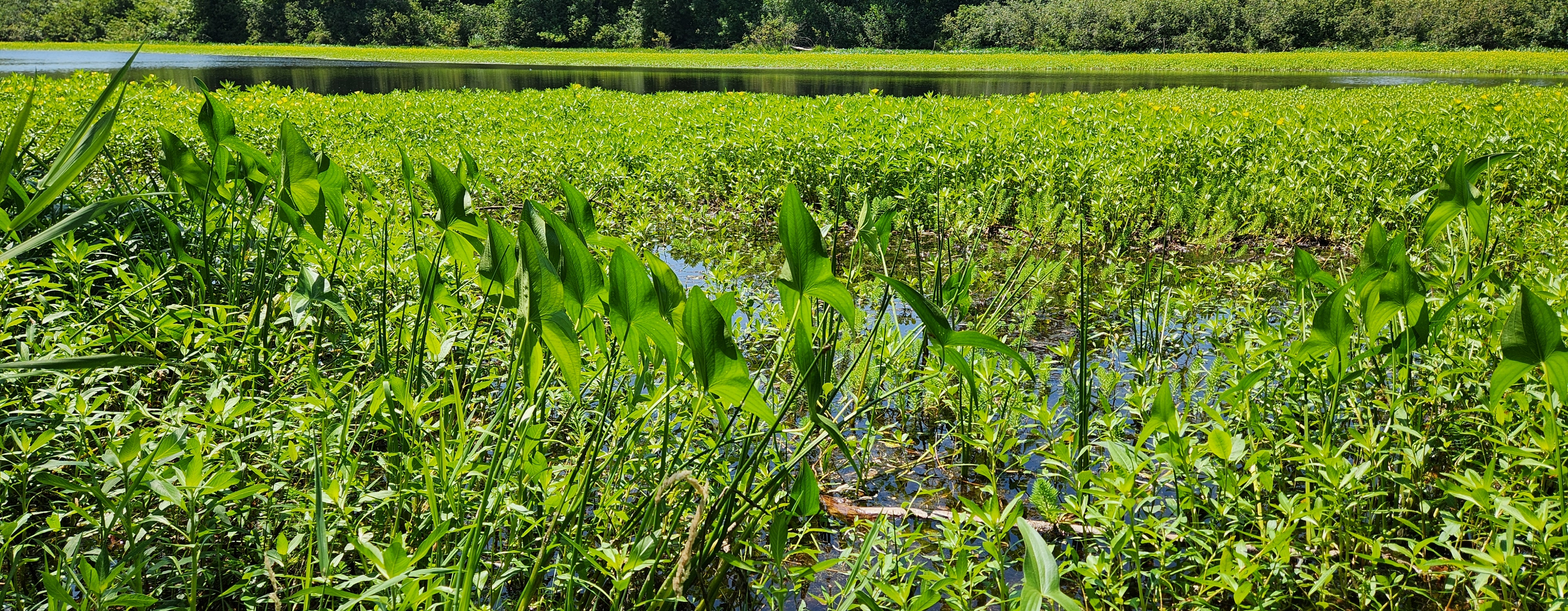 Salem Wapato Trek July 12 2024 – The Quartux Journal